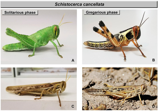 A Review of the Biology, Ecology, and Management of the South American ...