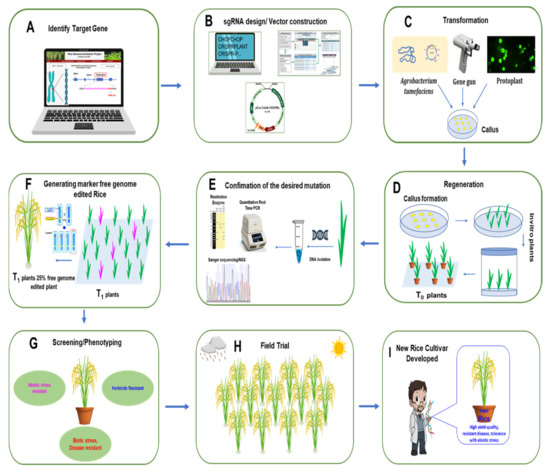 Research Trends and Challenges of Using CRISPR/Cas9 for Improving Rice ...