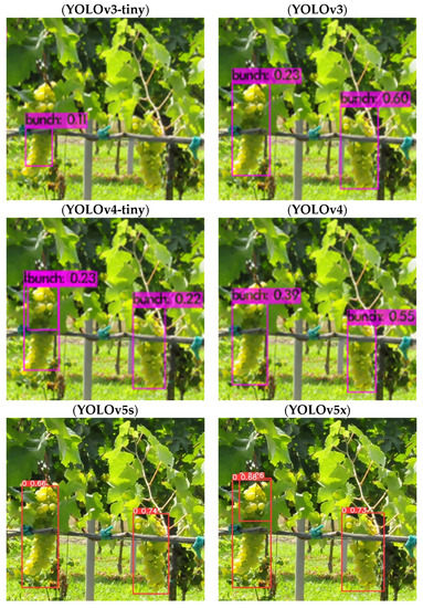 Automatic Bunch Detection in White Grape Varieties Using YOLOv3, YOLOv4, and YOLOv5 Deep ...