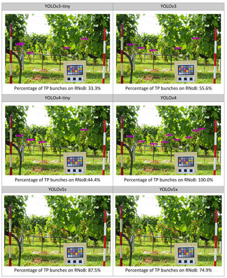Automatic Bunch Detection in White Grape Varieties Using YOLOv3, YOLOv4, and YOLOv5 Deep ...