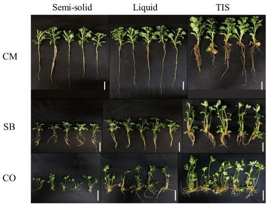 Temporary Immersion Bioreactor System as an Efficient Method for Mass ...