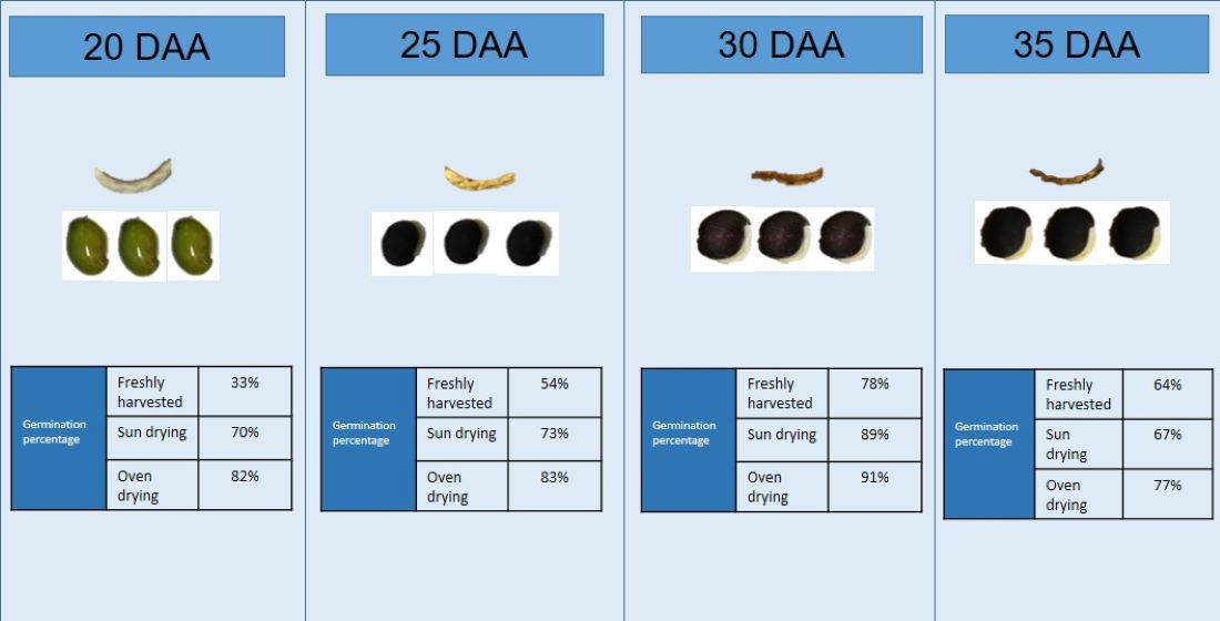 Agronomy | Free Full-Text | Seed Quality of Lablab Bean (Lablab ...
