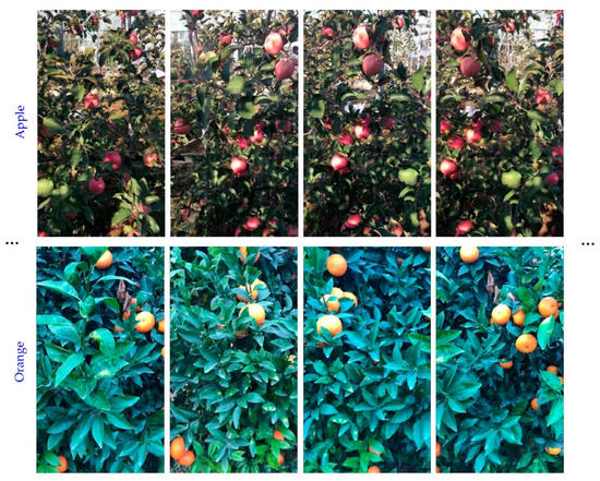 Culling Double Counting in Sequence Images for Fruit Yield Estimation