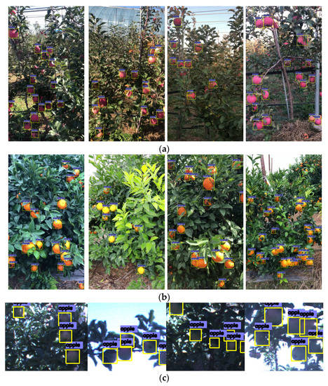 Culling Double Counting in Sequence Images for Fruit Yield Estimation