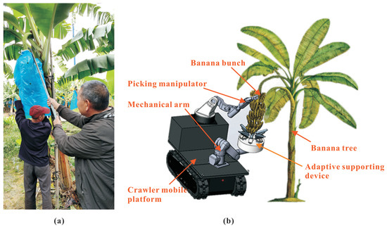 Design and Analysis of a Flexible Adaptive Supporting Device for Banana ...