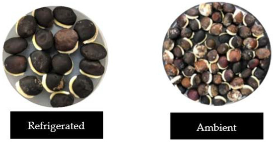 Seed Quality of Lablab Beans (Lablab purpureus L.) as Influenced by ...