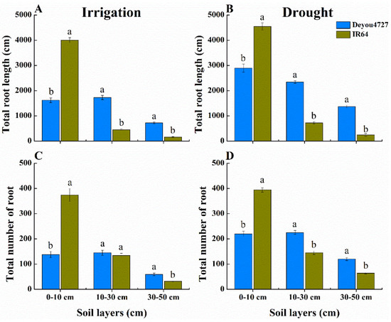 Agronomy Free Full Text The Adenine At The 4th Exon Of The Dro1