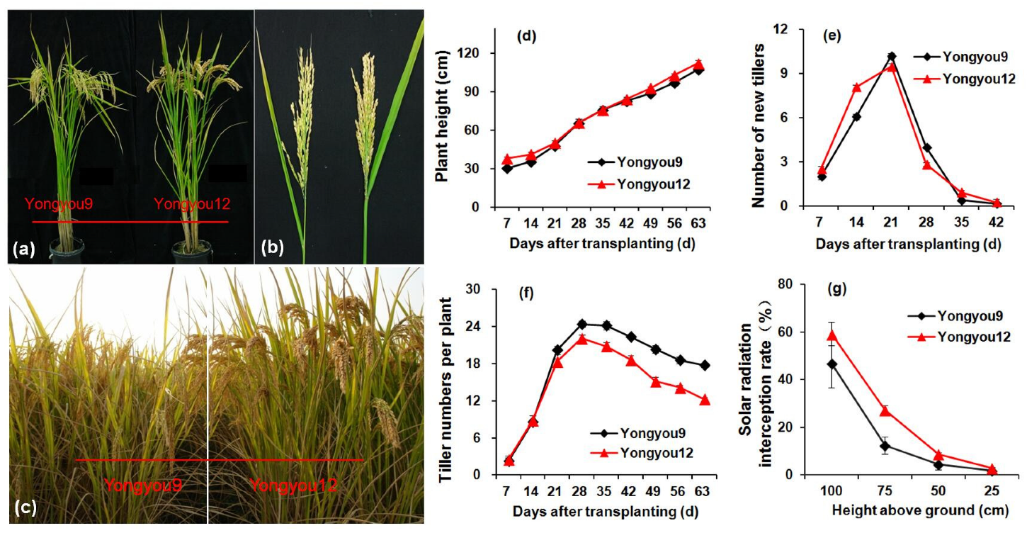 Strengthened Assimilate Transport Improves Yield and Quality of Super Rice