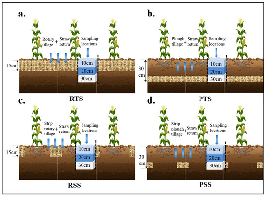 Straw Strip Return Increases Soil Organic Carbon Sequestration by Optimizing Organic and Humus ...