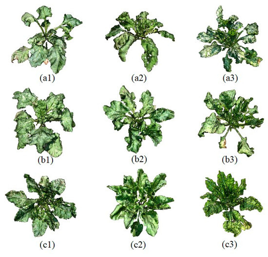 Segmentation of Individual Leaves of Field Grown Sugar Beet Plant Based ...