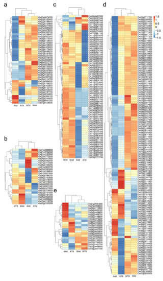 Transcriptome Study of Rice Roots Status under High Alkaline Stress at ...