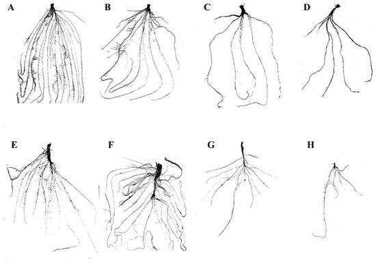 Agronomy | Special Issue : Advances in Genetics, Breeding, and Quality ...