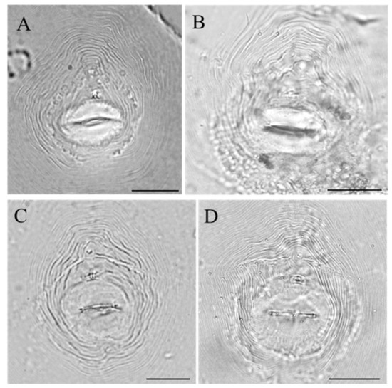 Occurrence and Identification of Root-Knot Nematodes on Red Dragon ...