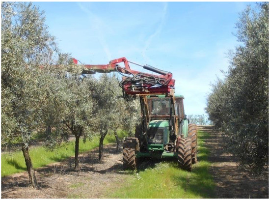 Agronomy | Free Full-Text | Effect of Mechanical Pruning on Olive Yield ...