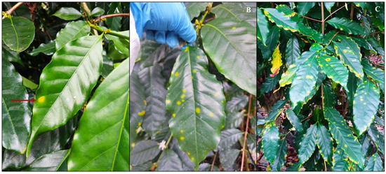 Monitoring Coffee Leaf Rust (Hemileia vastatrix) on Commercial Coffee ...