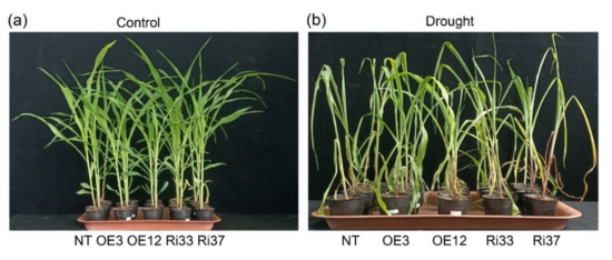 Overexpression of CgbHLH001, a Positive Regulator to Adversity ...