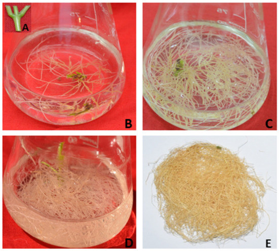 Adventitious Root Culture—An Alternative Strategy for Secondary ...