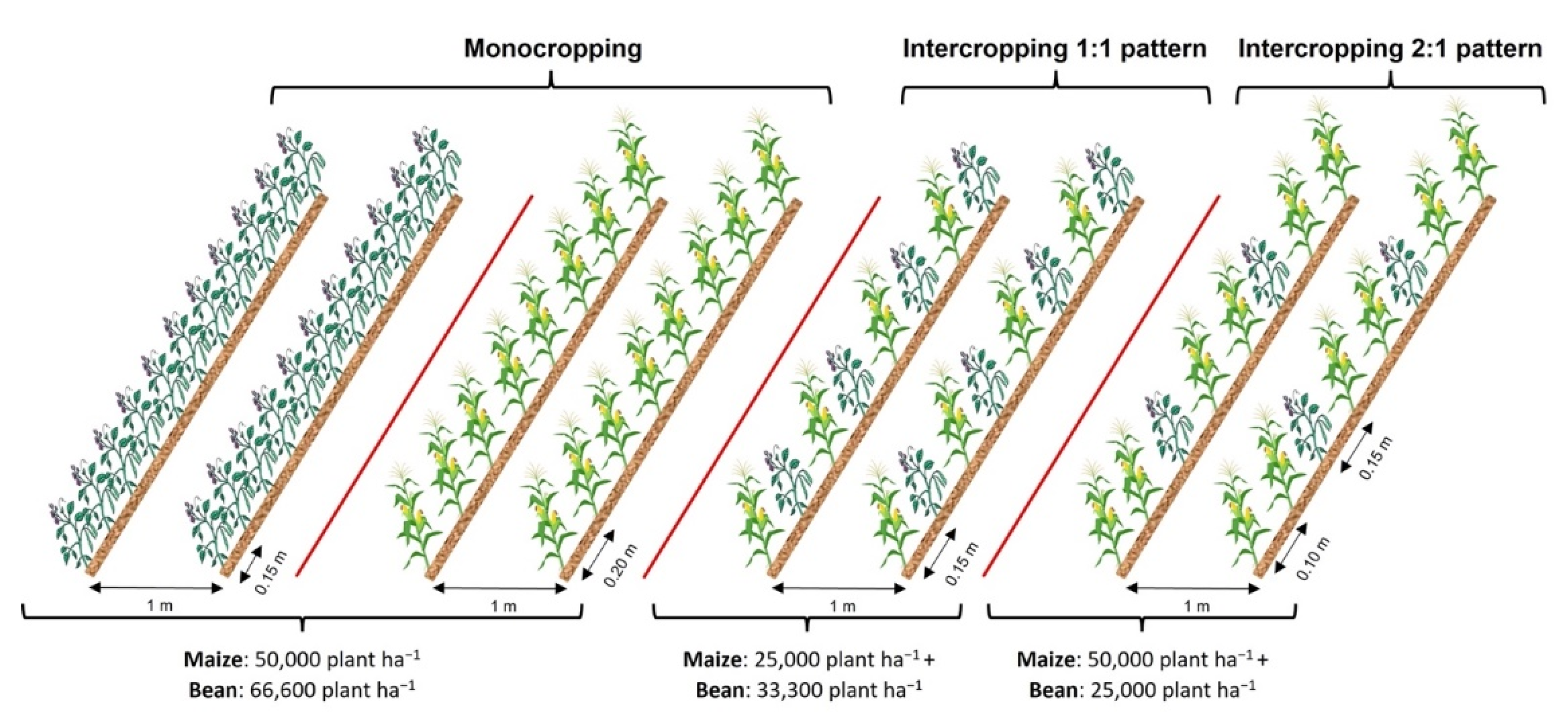 Agronomy | Free Full-Text | Influence of Simultaneous Intercropping of Maize-Bean with Input of ...
