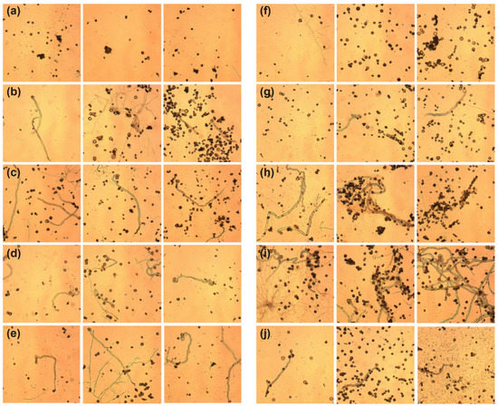 Rose Pollen Management Methods to Improve Productivity