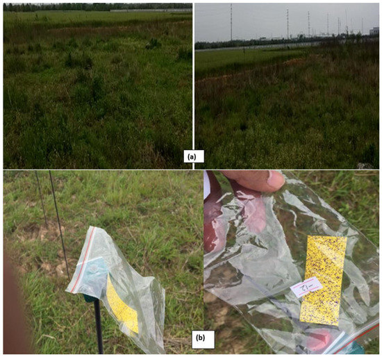 Comparison of Water Sensitive Paper and Glass Strip Sampling Approaches ...