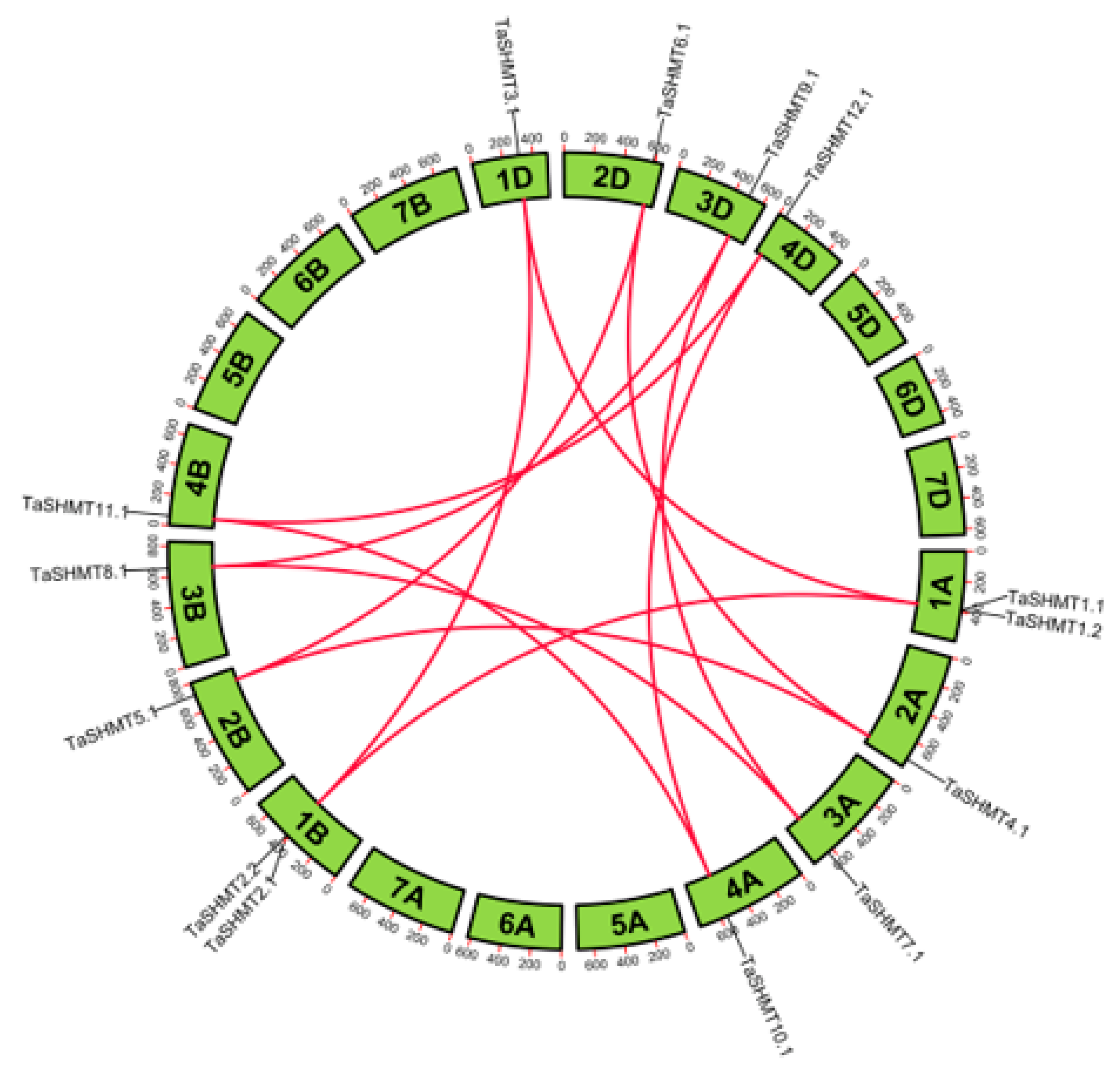 Serine Hydroxymethyltransferase (SHMT) Gene Family in Wheat (Triticum ...