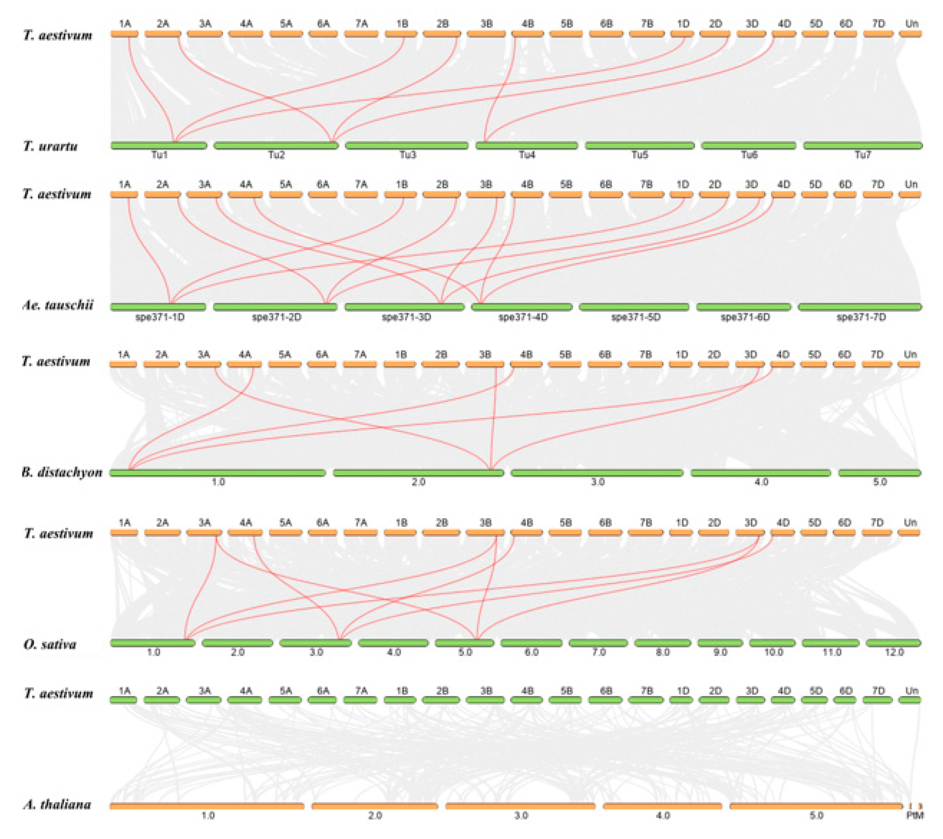Serine Hydroxymethyltransferase (SHMT) Gene Family in Wheat (Triticum ...