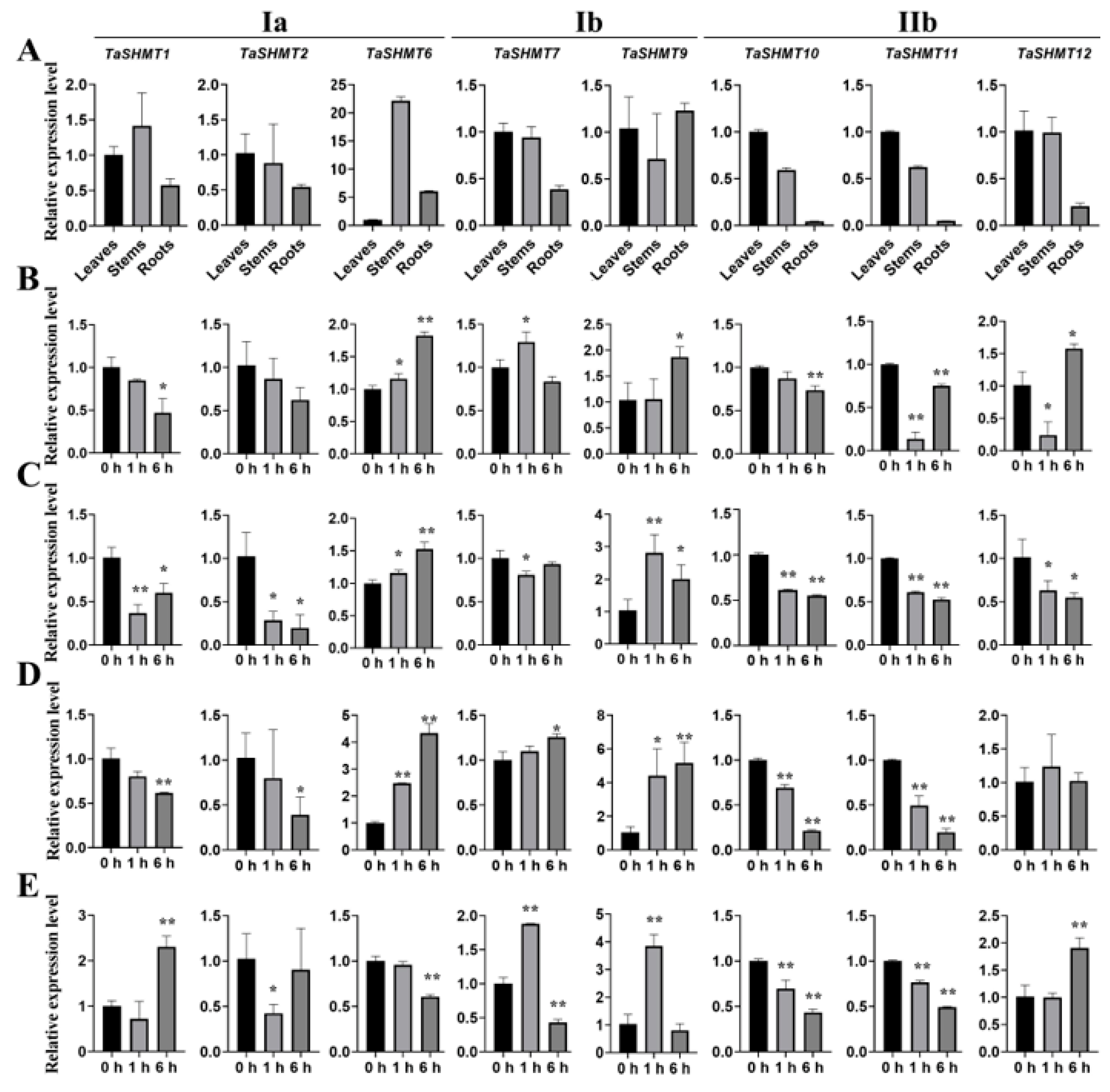 Serine Hydroxymethyltransferase (SHMT) Gene Family in Wheat (Triticum ...