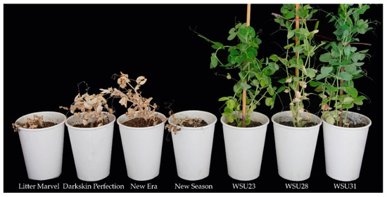 Screening for Pea Germplasms Resistant to Fusarium Wilt Race 5