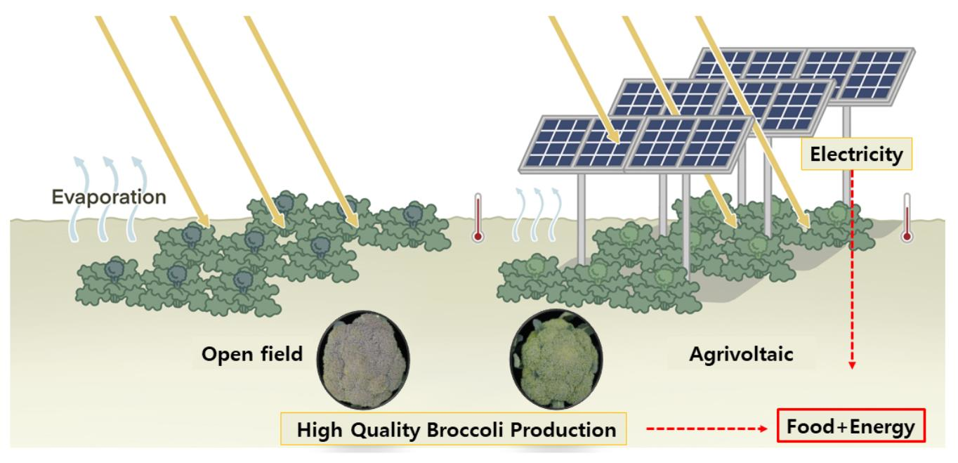Agronomy | Free Full-Text | Agrivoltaic Systems Enhance Farmers ...