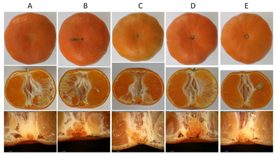 Agronomy | Free Full-Text | Pre-Harvest Fruit Splitting of Citrus