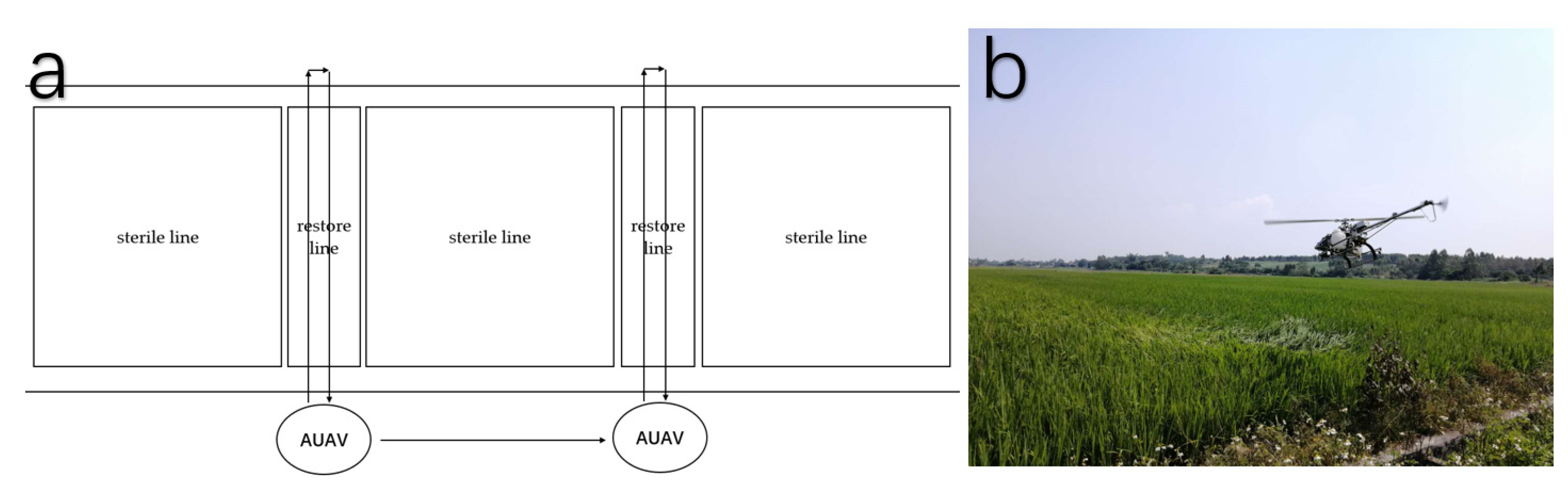 Agronomy | Free Full-Text | Mechanized Hybrid Rice Seed Production ...
