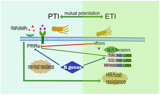 Understanding R Gene Evolution in Brassica