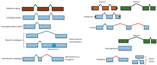 Alternative Splicing (AS) Dynamics in Dwarf Soybean Derived from Cross ...