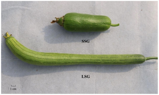 Transcriptome Analysis of Sponge Gourd (Luffa cylindrica) Reveals ...