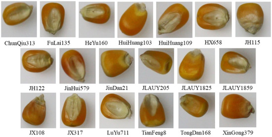 Development of Deep Learning Methodology for Maize Seed Variety ...
