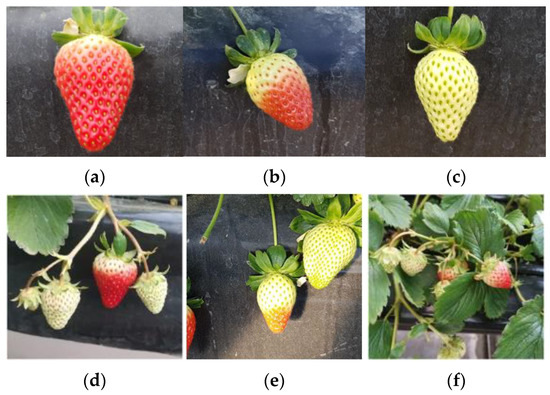 Determining Strawberries’ Varying Maturity Levels by Utilizing Image Segmentation Methods of ...