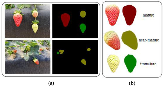 Determining Strawberries’ Varying Maturity Levels by Utilizing Image Segmentation Methods of ...