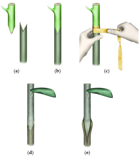 Compatible Graft Establishment in Fruit Trees and Its Potential Markers