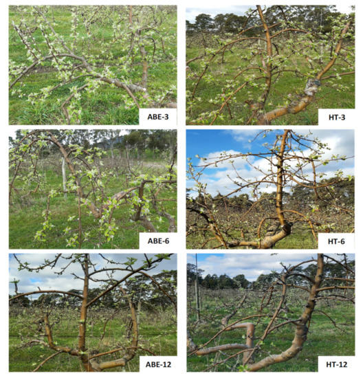 Crop Load and Thinning Methods Impact Yield, Nutrient Content, Fruit ...