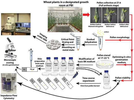 Pollen: A Potential Explant for Genetic Transformation in Wheat ...