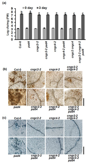 Divergent Roles of CNGC2 and CNGC4 in the Regulation of Disease ...