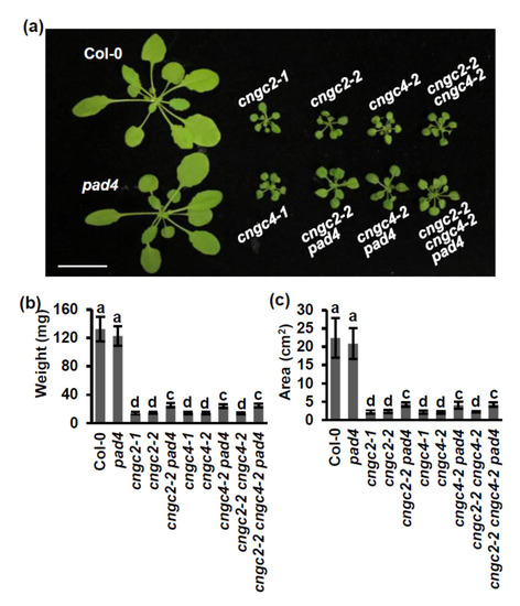 Divergent Roles of CNGC2 and CNGC4 in the Regulation of Disease ...