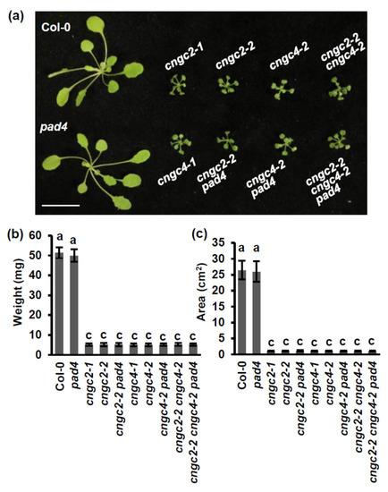 Divergent Roles of CNGC2 and CNGC4 in the Regulation of Disease ...
