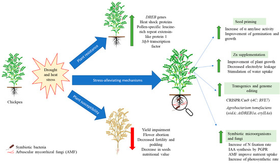 Chickpeas’ Tolerance of Drought and Heat: Current Knowledge and Next Steps