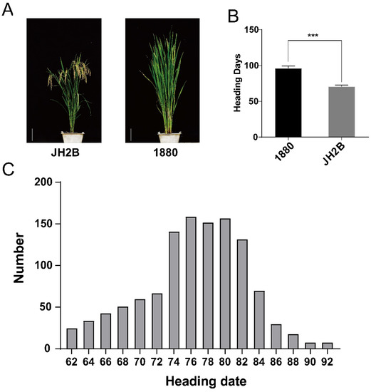Natural Variation of OsHd8 Regulates Heading Date in Rice