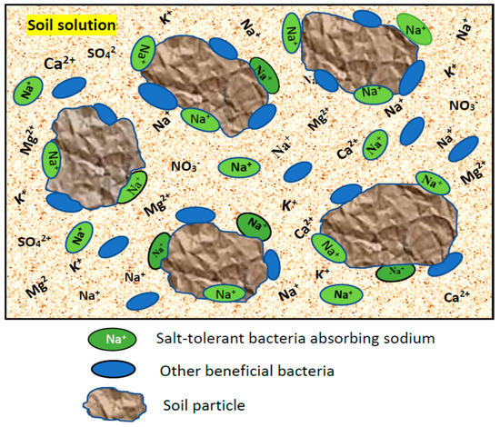 Agronomy | Free Full-Text | The PGPR Mechanisms of Salt Stress ...
