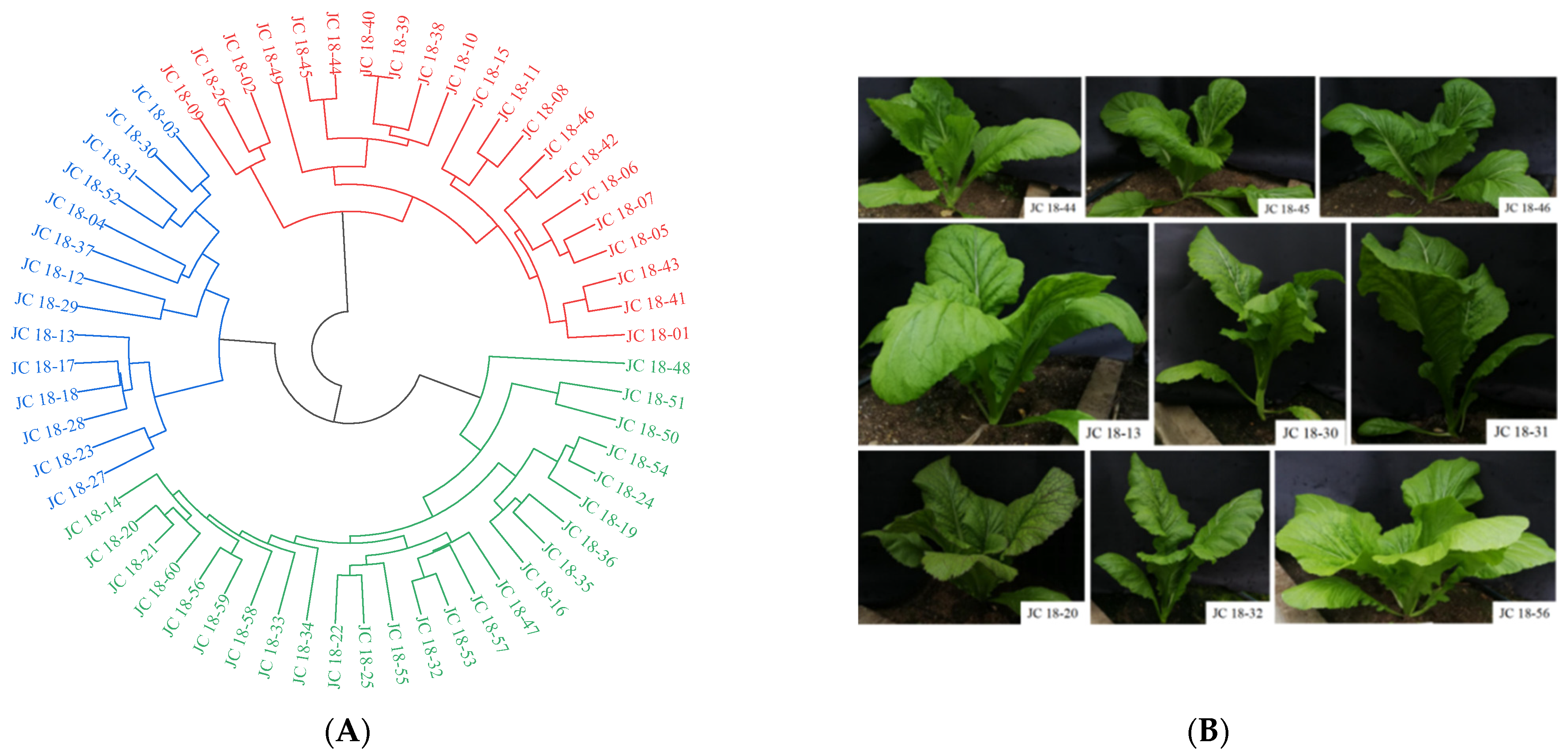 Variation Characteristics of Glucosinolate Contents in Leaf Mustard (Brassica juncea)