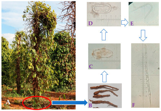 Novel Nematocidal Compounds from Shrimp Shell Wastes Valorized by ...