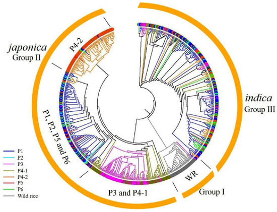Effects of Traditional Ethnic Minority Food Culture on Genetic ...