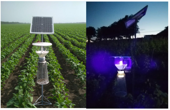 Light Traps to Study Insect Species Diversity in Soybean Crops